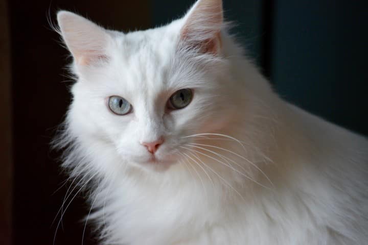 Gatto d'Angora | Amico Peloso