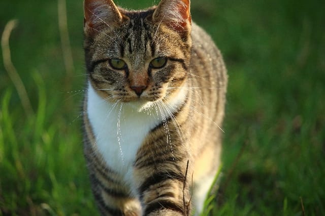 Il gatto Sokoke | Amico Peloso