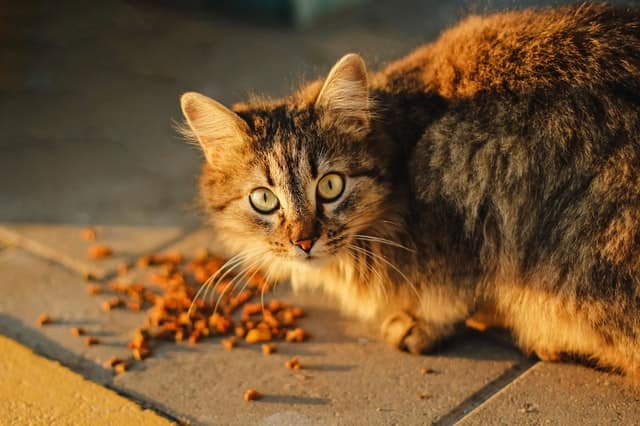Gatti obesi | Amico Peloso